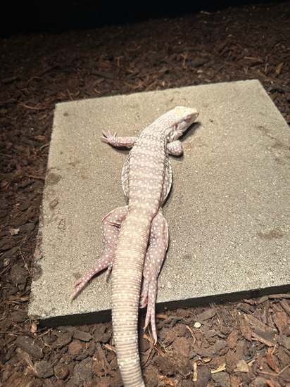 High White Albino Blue Argentine Tegus by Nevilla geckos