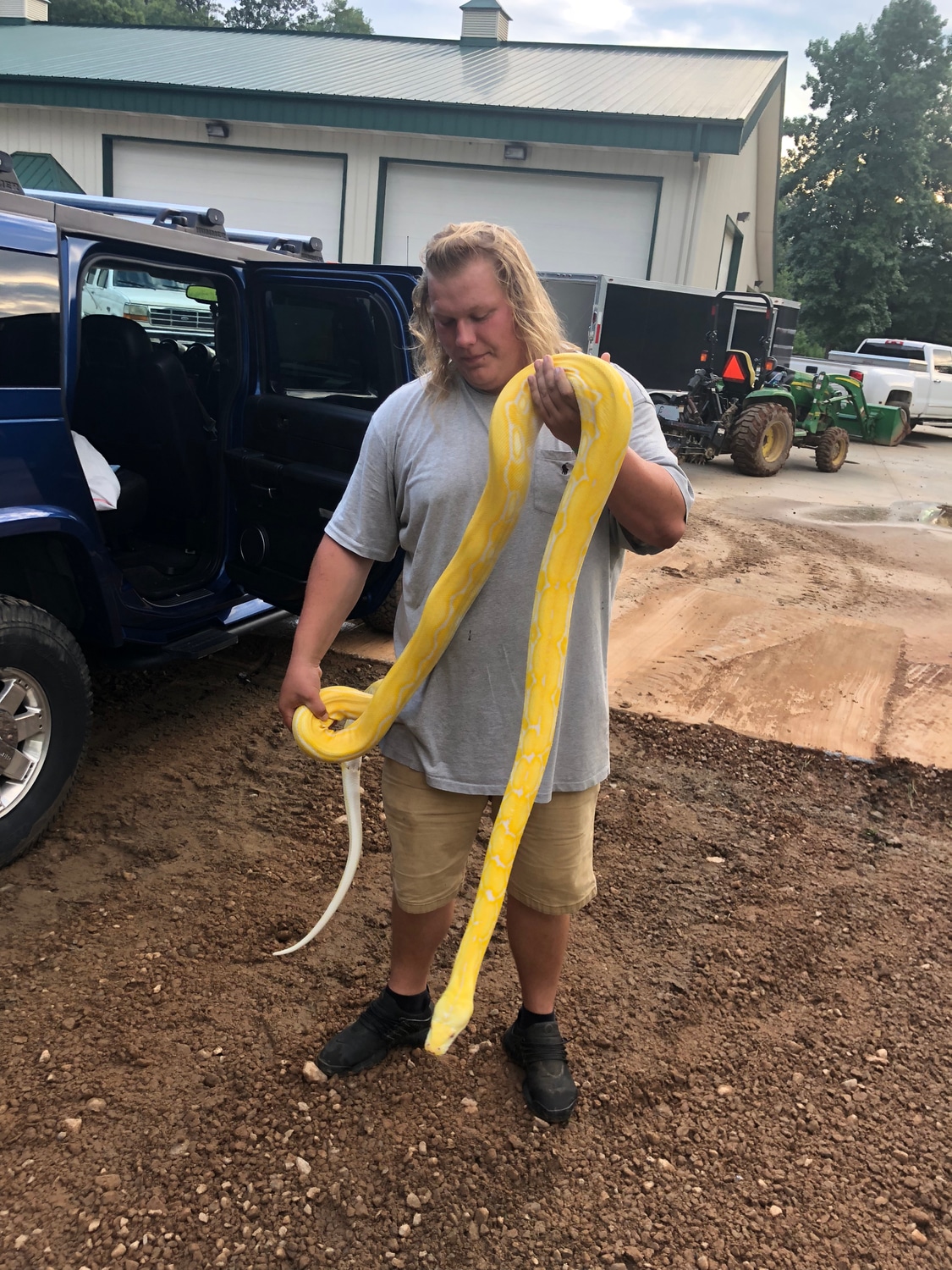 Lavender Albino Tiger Reticulated Python by Exotics Unlimited - MorphMarket