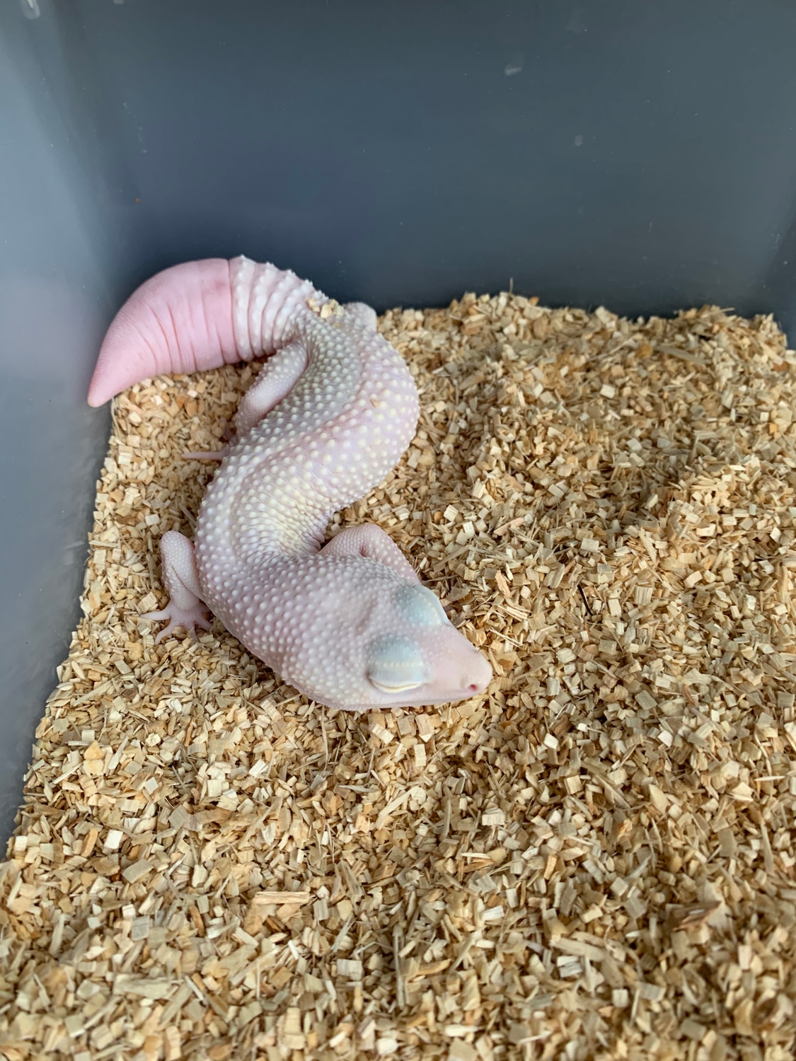 DEAL Mack Snow White Knight Leopard Gecko by Exotics Unlimited ...