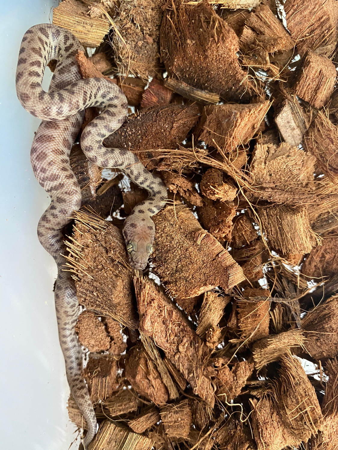 Children’s Pythons Children's Python by Exotics Unlimited - MorphMarket