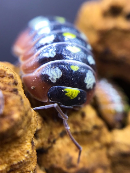 10ct Clown Isopod (Armadillidium Kluggi Montenegro) by Exotics Unlimited