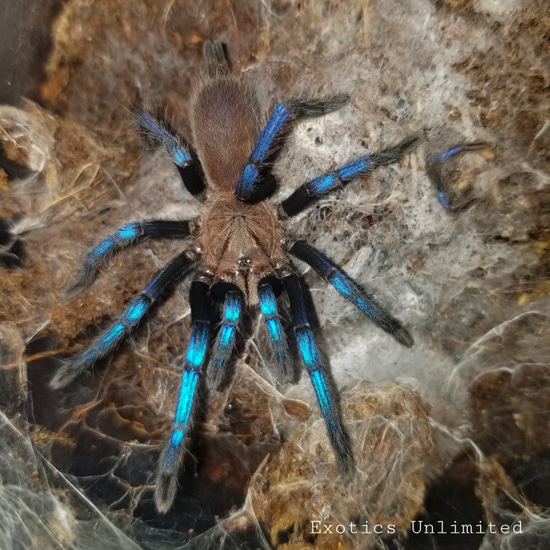 Birupes Simoroxigorum (Neon Blue Leg) 0.5-0.75" Tarantula by Exotics ...