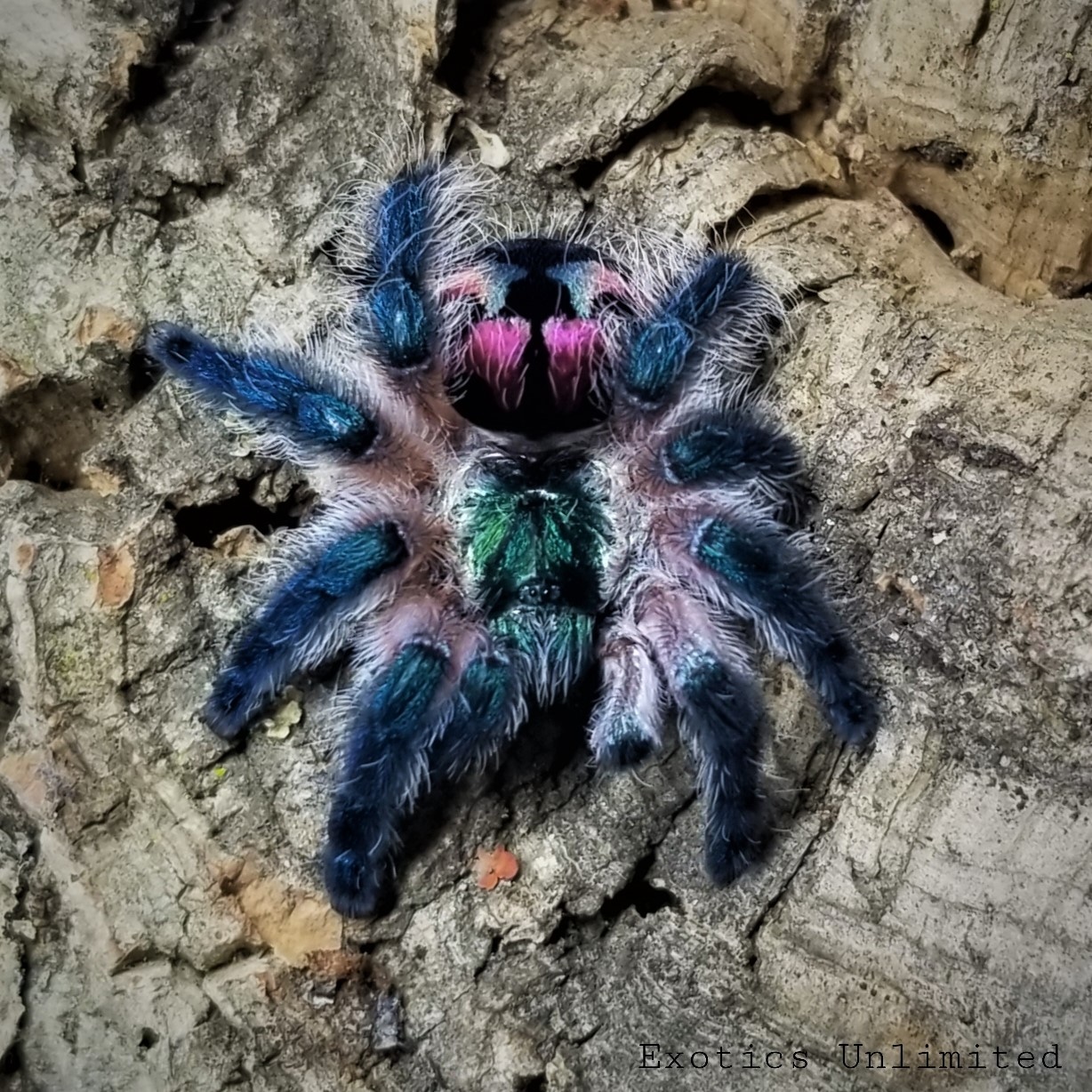 Typhocleana Seladonia Bundle Tarantula by Exotics Unlimited - MorphMarket