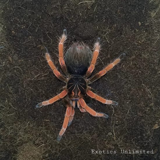 2" Pamphobeteus Sp "Solaris Tarantula by Exotics Unlimited