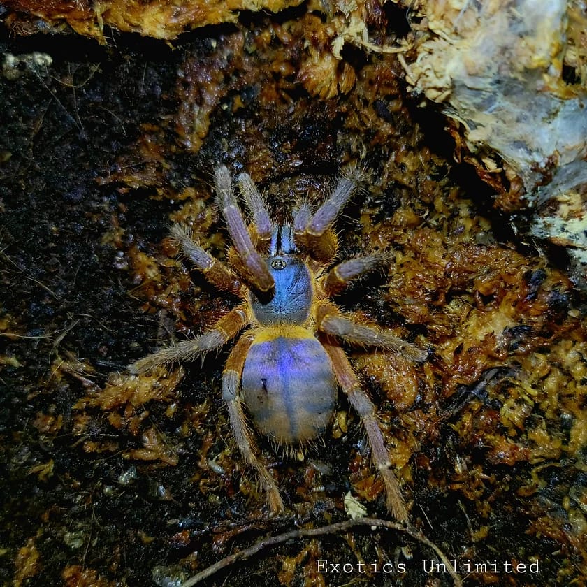 Ornithoctoninae Hon-sej (Blue Blaze ) Tarantula by Exotics Unlimited ...