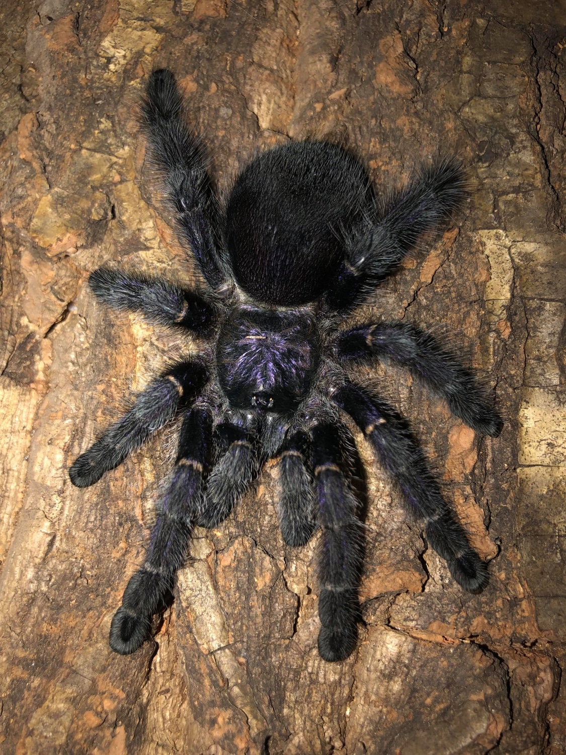 Avicularia Purpurea (Purple Pink Toe) Tarantula by Exotics Unlimited ...