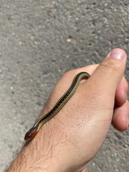 Neon Blue California Red-sided Garters Garter Snake by Exotics Unlimited