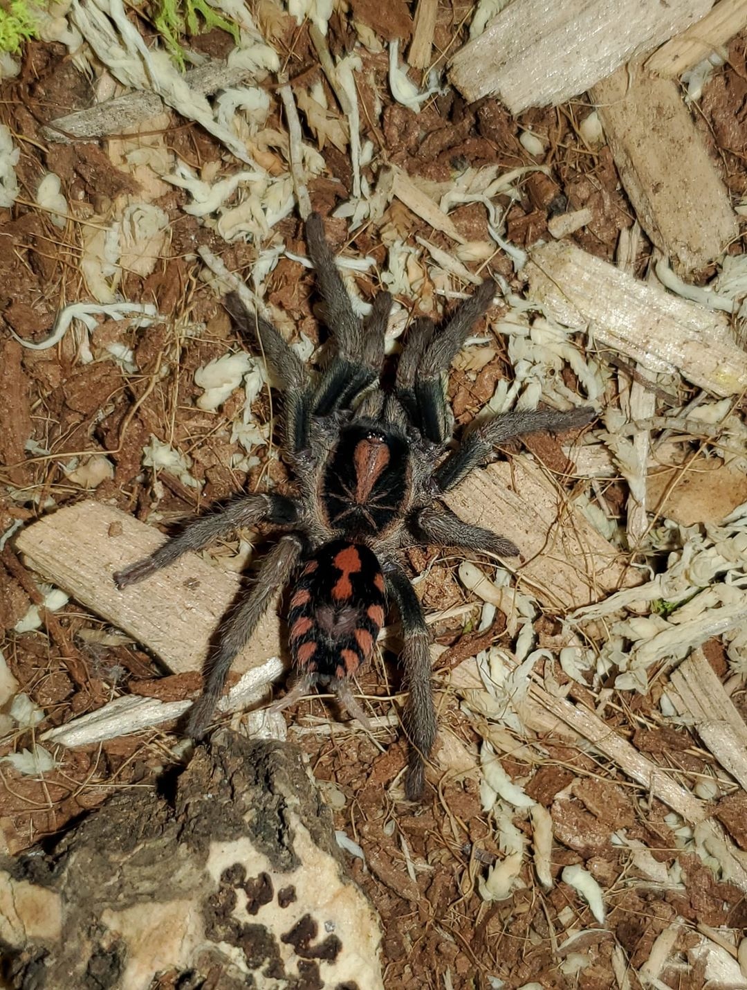 RARE Hapalopus Sp "Fire Patch Tarantula by Exotics Unlimited - MorphMarket