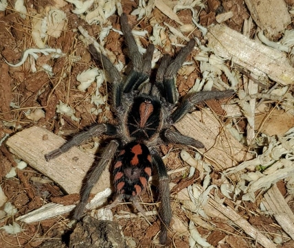 Ornithoctoninae Sp Phan Cay Red (Purple Blaze Tree Spider) 1" NEW RARE ...