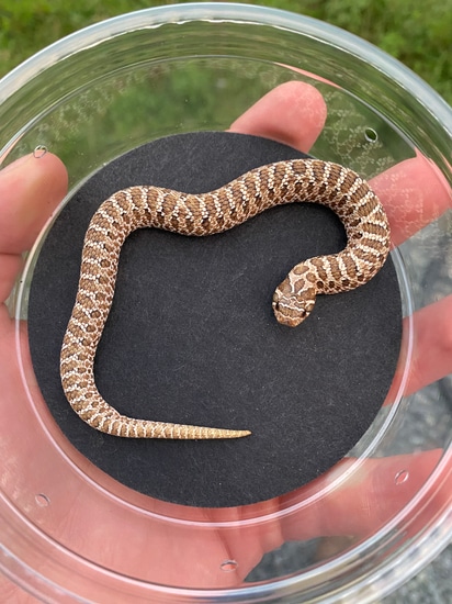 Normal Hognoses Western Hognose by Exotics Unlimited