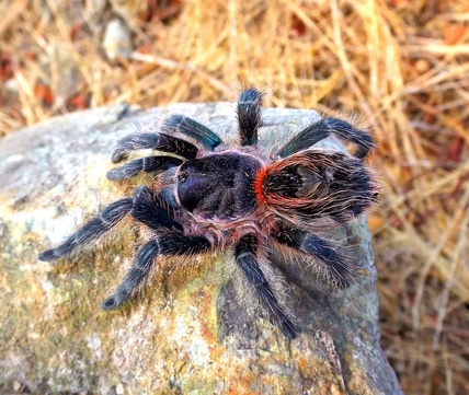 Aphonopelma Mooreae (Mexican Jade Fuego) EXCLUSIVE Tarantula by Exotics Unlimited - MorphMarket
