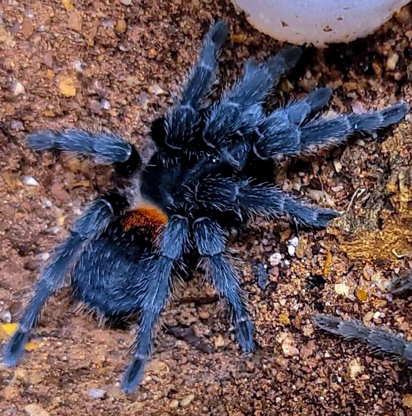 Hommeomma Chilensis (Chilean Red Flame) (Ex Euathlus Sp. Red) 1/4 ...