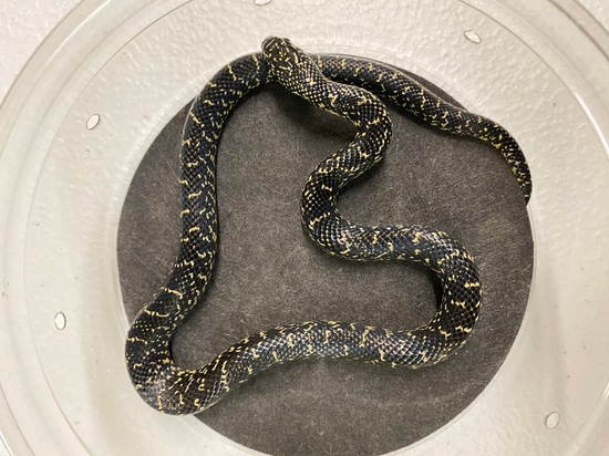 Madison County, AL Eastern Black Kings Eastern Black Kingsnake by ...