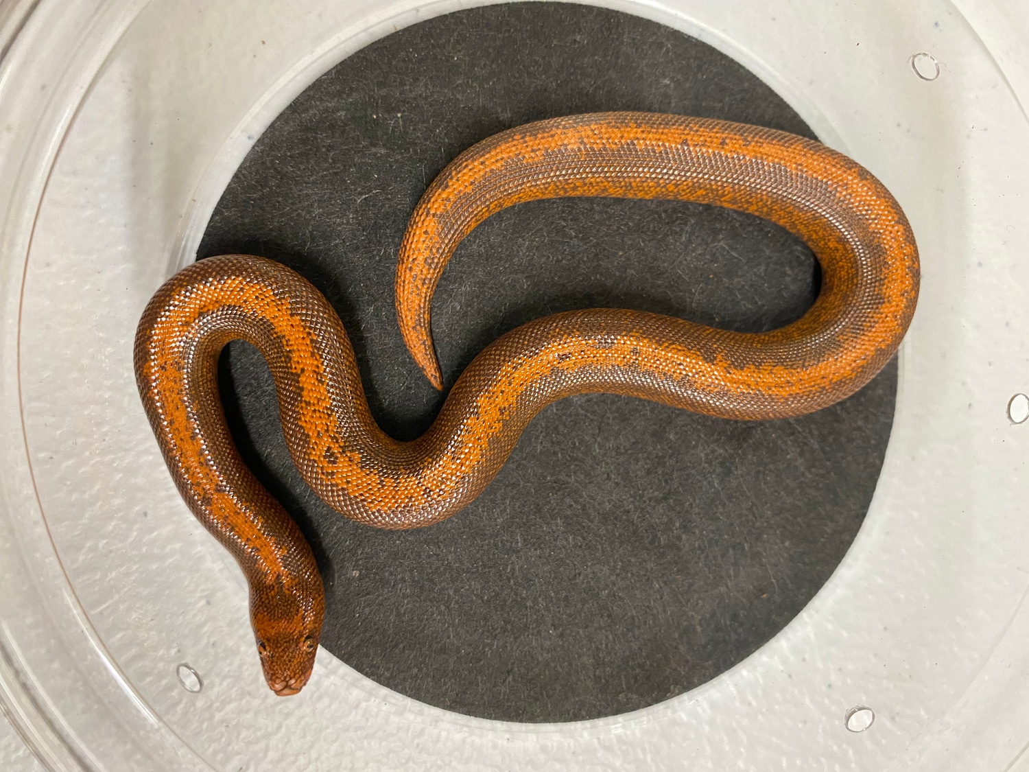 Dodoma Stripe Kenyan Sand Boa by Exotics Unlimited - MorphMarket