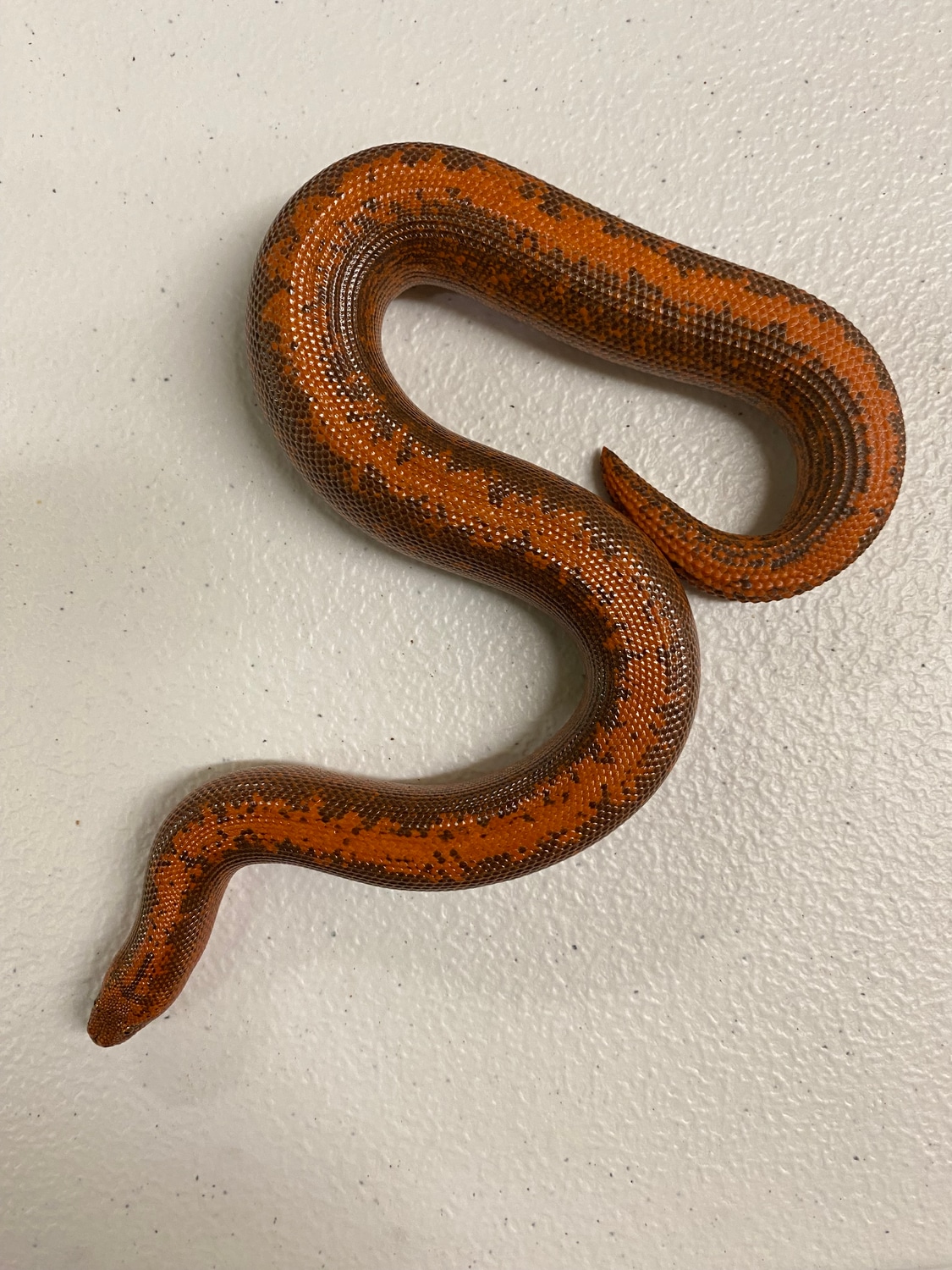 Adult Dodoma Stripe Kenyan Sand Boa by Exotics Unlimited - MorphMarket