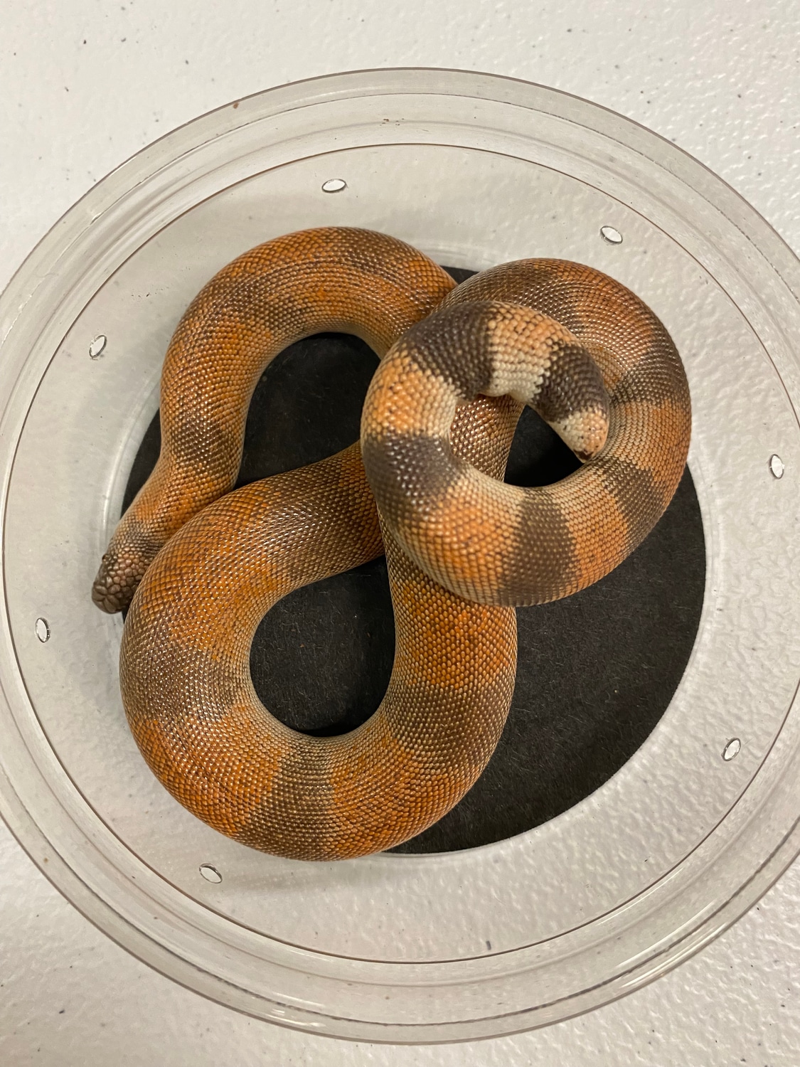 Wild Type Johnii Indian Sand Boa by Exotics Unlimited - MorphMarket