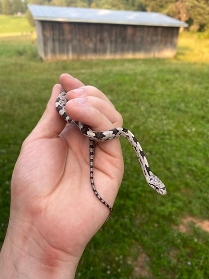 White Oaks Gray Gray Rat Snake by Exotics Unlimited