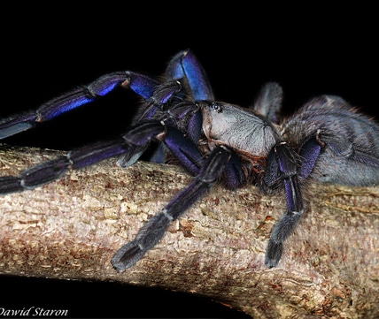 Cyriopagopus Sp. Valhalla (Emerald Shadow Tree Spider) 1" CBB 3 ...