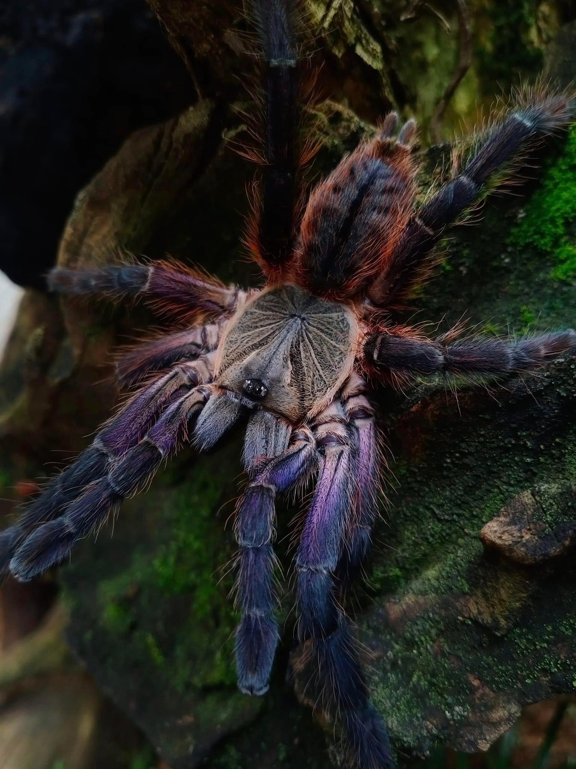 Ornithoctoninae Sp Phan Cay Red (Purple Blaze Tree Spider) 1" NEW RARE ...