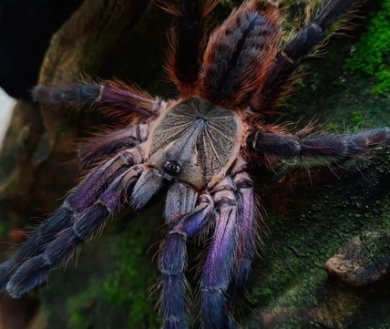 Aphonopelma Mooreae (Mexican Jade Fuego) EXCLUSIVE Tarantula by Exotics Unlimited - MorphMarket