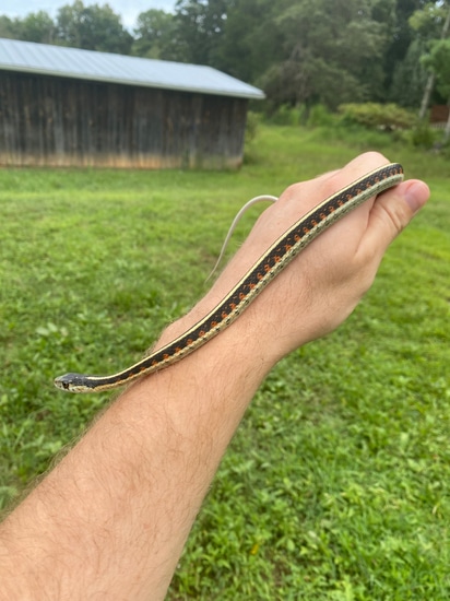 Pair Of Valley Garters Garter Snake by Exotics Unlimited