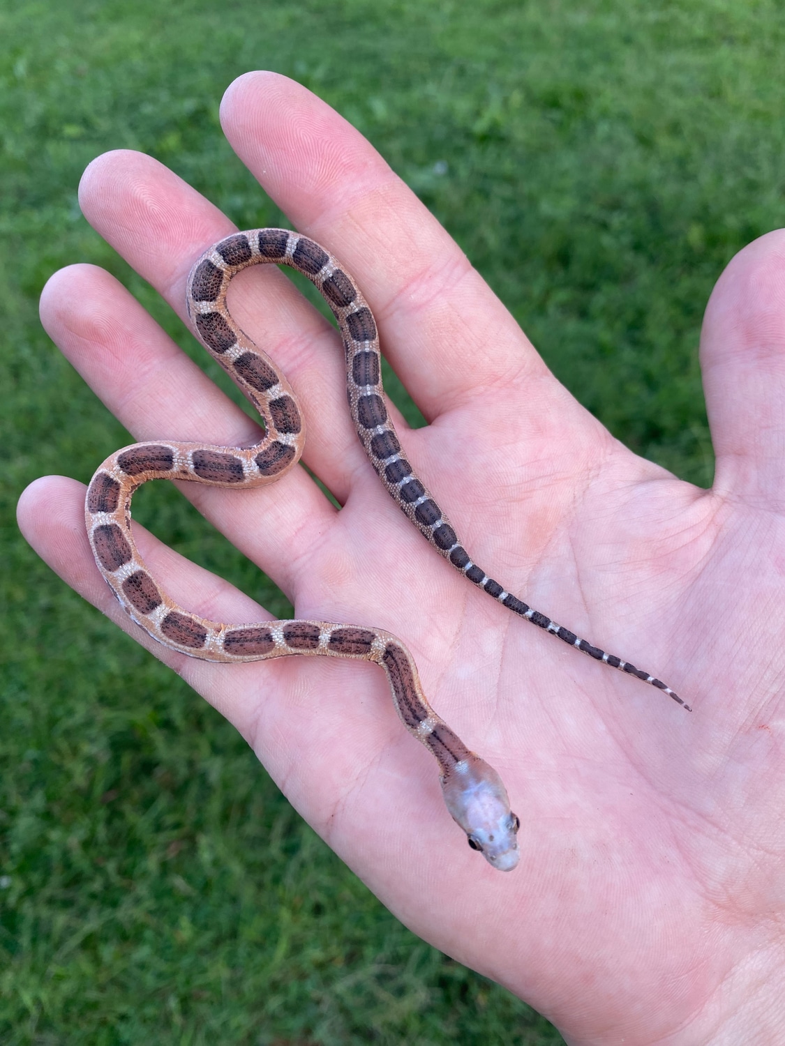 Scaleless Texas Western Rat Snake by Exotics Unlimited - MorphMarket
