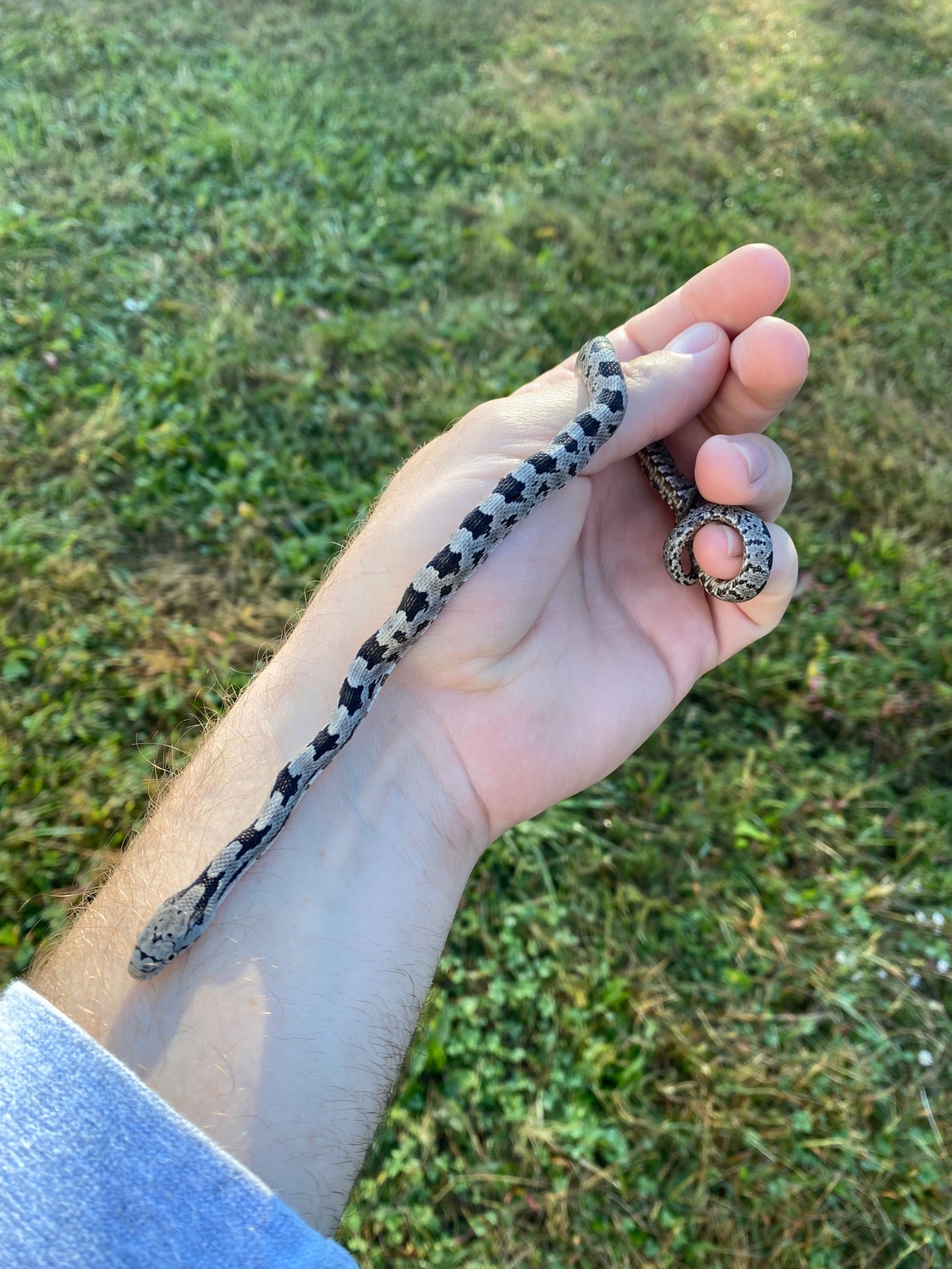 Het Moonshine Greenish Eastern Rat Snake by Exotics Unlimited - MorphMarket