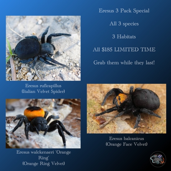 Eresus Velvet Spider Variety Pack - 3 Species Of Eresus + 3 Habitats ...