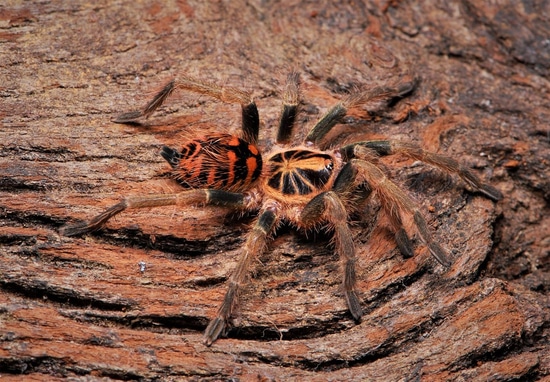 Theraphosinae Sp. 'Colombia' (Colombian Crowned Tarantula) 1" by ...