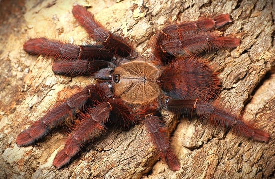 Phormingochilus Sp "Sabah Red" (Red Velvet Tarantula) 1-1.5" by Exotics ...