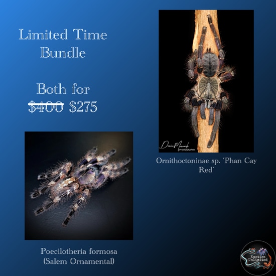 Ornithoctoninae Sp Phan Cay Red (Purple Blaze Tree Spider) 1.5-2 ...