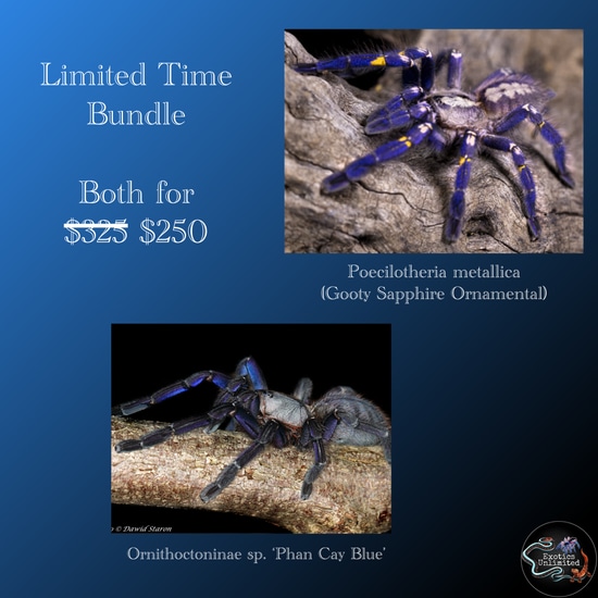 Ornithoctoninae Sp. "Phan Cay Blue" 1.5" & Poecilotheria Metallica ...