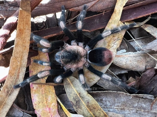 Hapalotremus Major (Peruvian White Banded) 0.5" (SUPER RARE) Tarantula ...