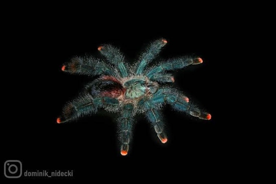 Avicularia Sp. 'Boa Vista' (Boa Vista Pink Toe) 0.75-1" Tarantula by ...