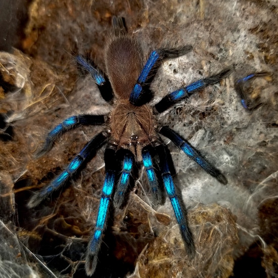 Birupes Simoroxigorum (Neon Blue Leg) 0.5-0.75" Tarantula by Exotics ...