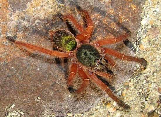 Ephebopus Uatuman (Emerald Skeleton) 0.75-1" Tarantula by Exotics Unlimited