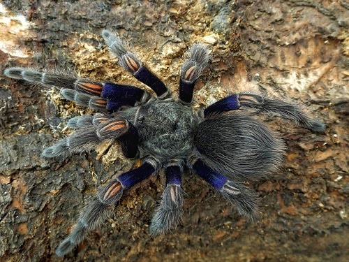 Euathlus Truculentus 'Blue' (Chilean Blue Beauty) 0.5-0.75” Tarantula ...