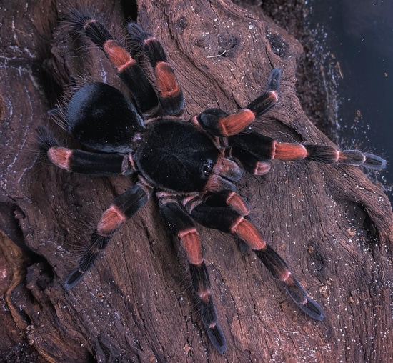 Megaphobemas Mesomelas (Costa Rican Red Leg) *VERY RARE* Tarantula by ...
