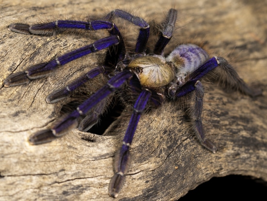Omothymus Violaceopes (Singapore Blue) 1"+ Tarantula by Exotics Unlimited