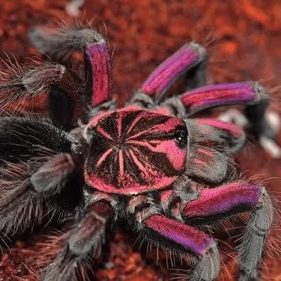 Pamphobeteus Platyomma (Brazilian Pink Bloom) 1" Tarantula by Exotics ...