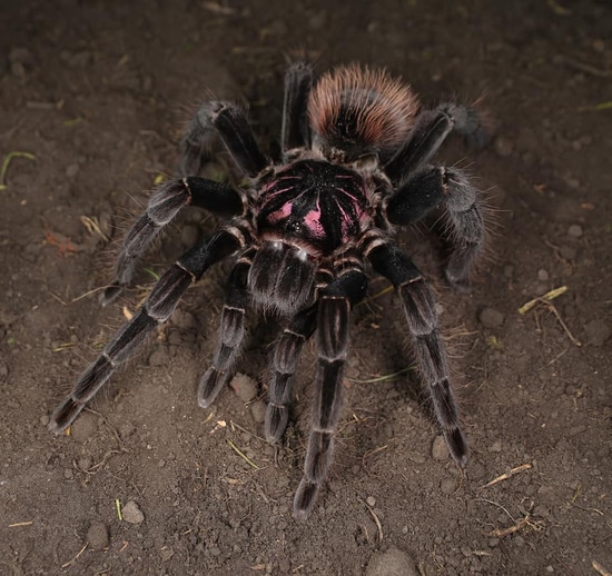Xenesthis Sp. Intermedia (Amazon Blue Bloom) 1"+ Tarantula by Exotics ...