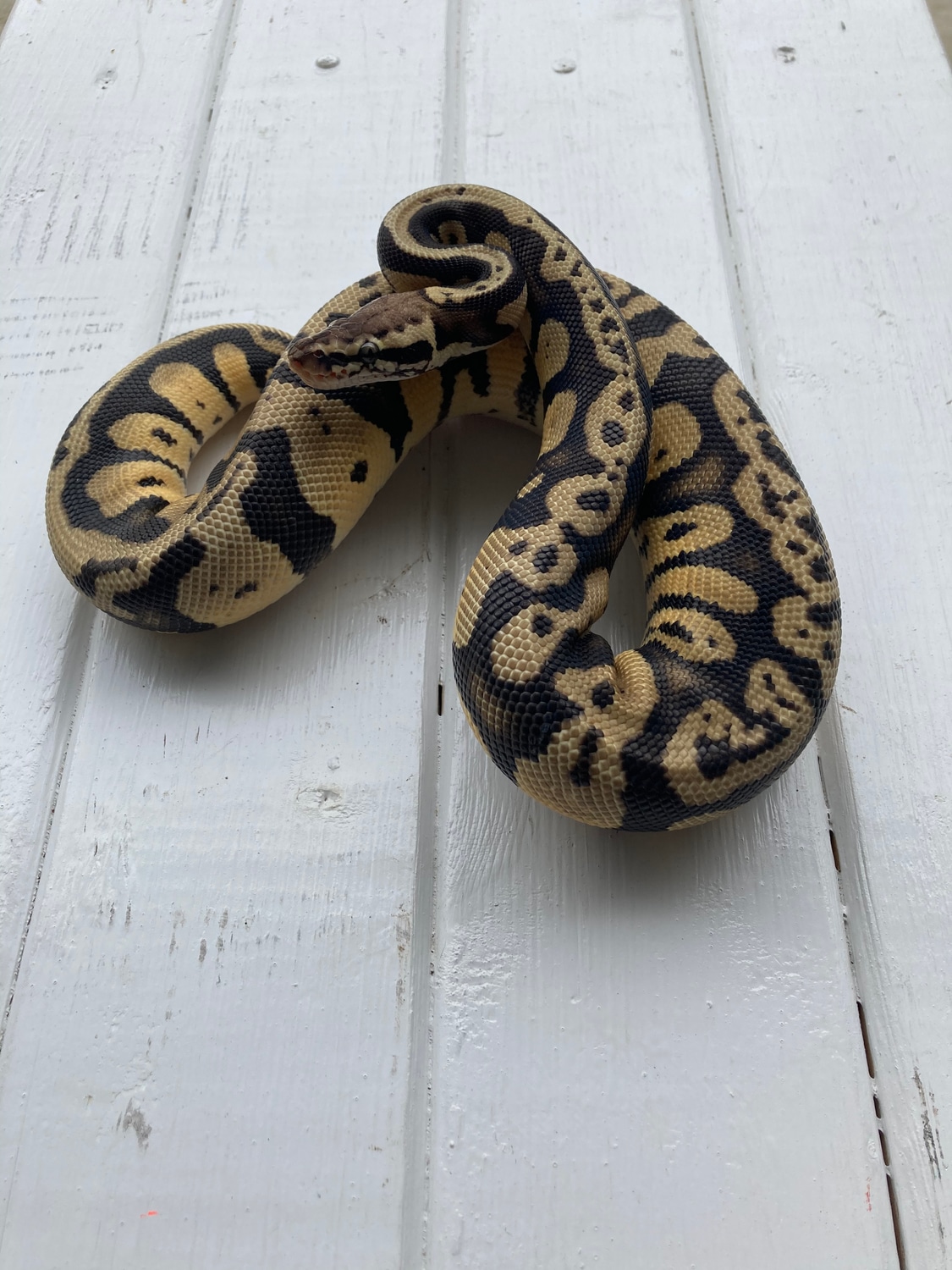 Super Pastel Od Acid Ball Python by Poeira’s Pythons - MorphMarket