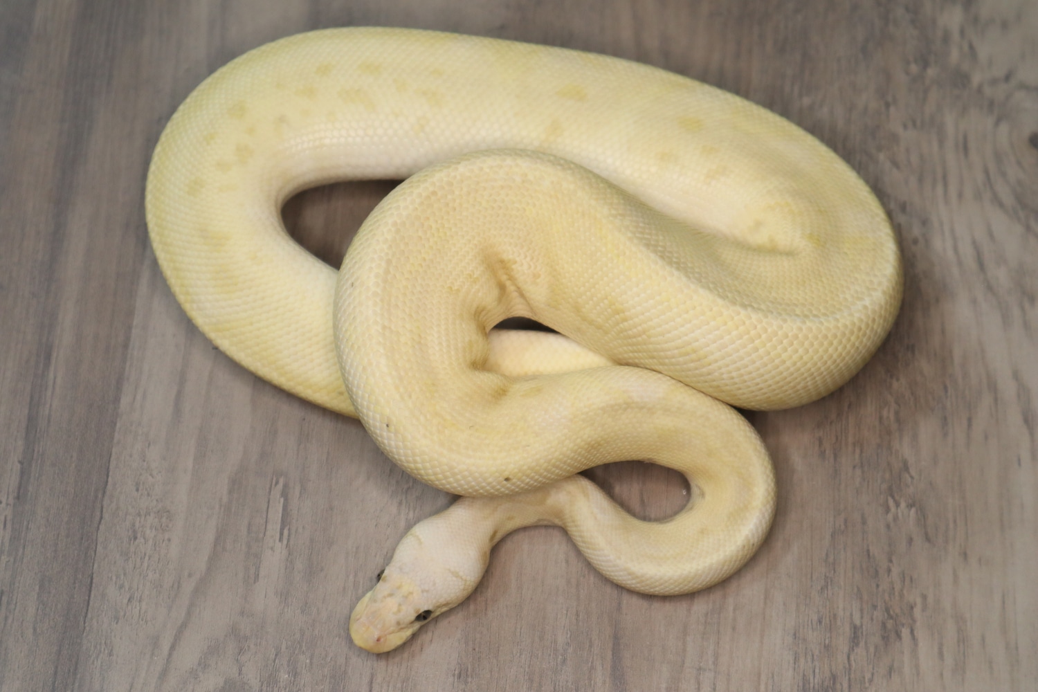 Banana Killer Blade Clown Ball Python by Poeira’s Pythons - MorphMarket