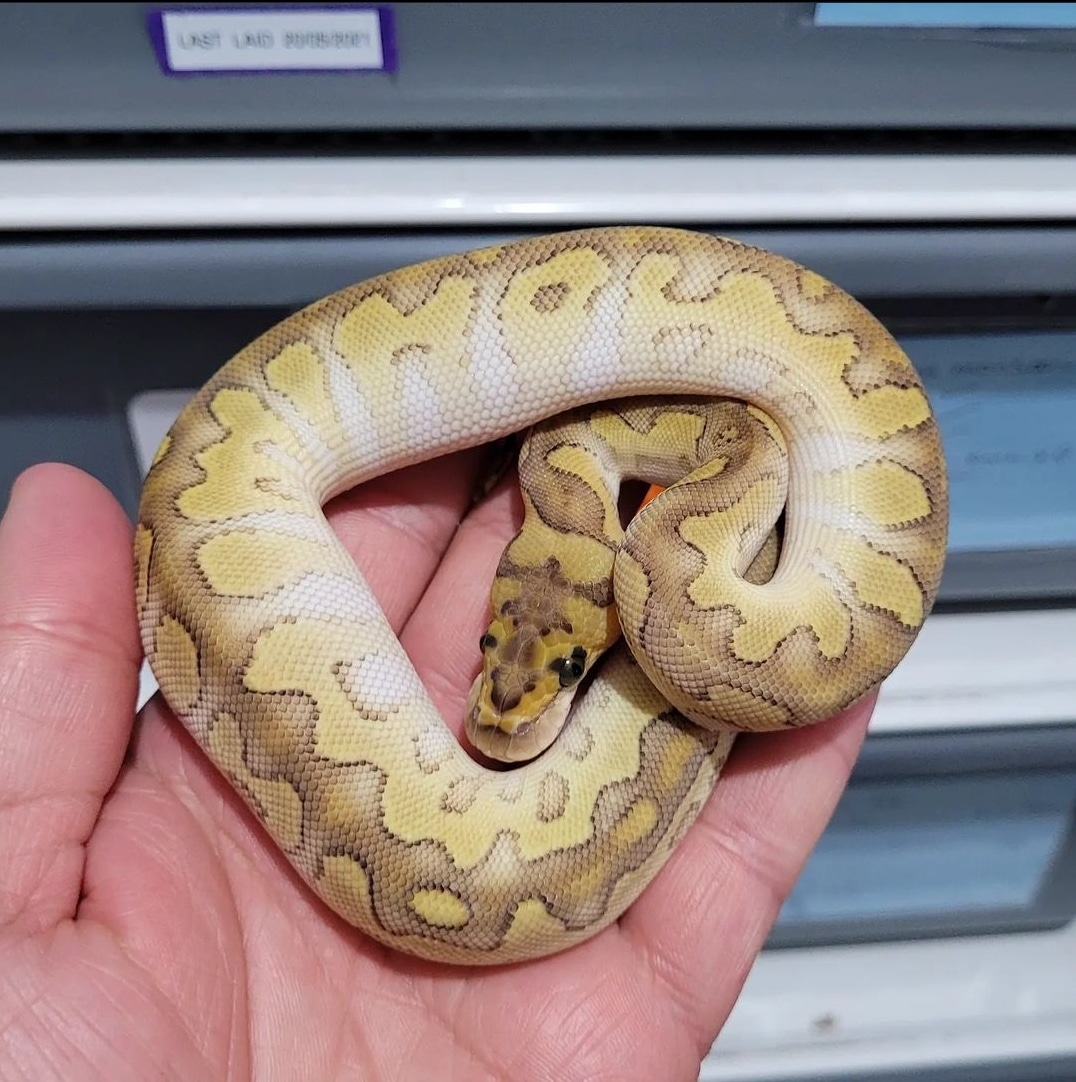 Butter Clown Ball Python by Tom Blackhurst Reptiles - MorphMarket