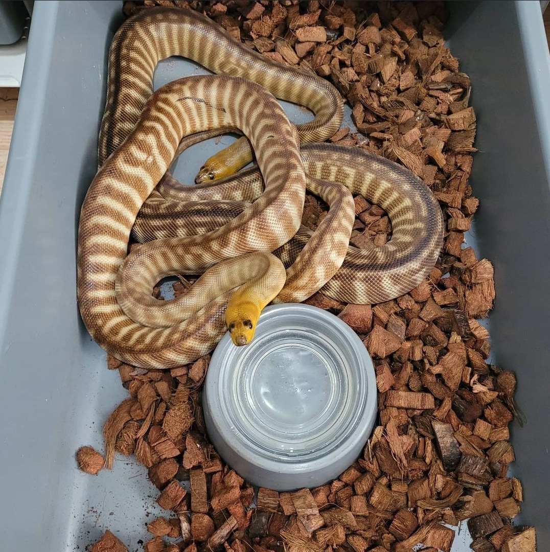 Pair Woma Python by Tom Blackhurst Reptiles - MorphMarket