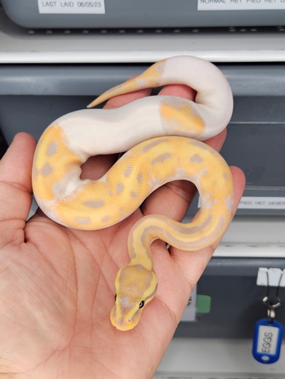 Banana Desert Ghost Pied Ball Python by Tom Blackhurst Reptiles