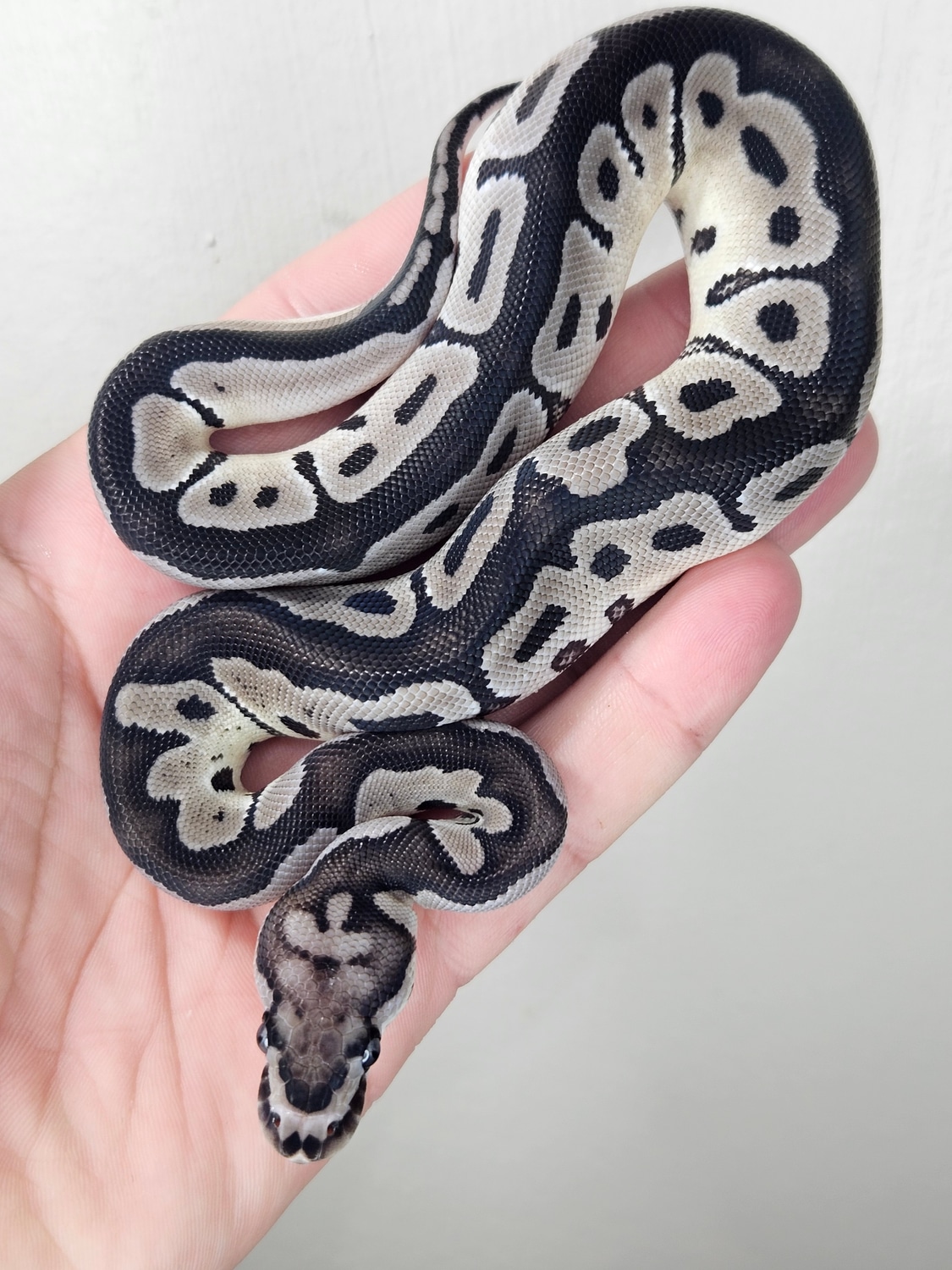 Vpi Axanthic Clown Ball Python by Tom Blackhurst Reptiles - MorphMarket
