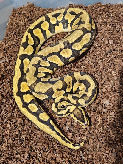 Firefly Enchi Blaze Puzzle Ball Python by Tom Blackhurst Reptiles