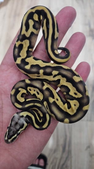 Firefly Enchi Phantom Yb Leo Het Puzzle Ball Python by Tom Blackhurst ...