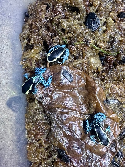 Dendrobates “Powder Blue” Dyeing Dart Frog by Island Darts